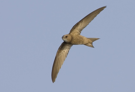 Worldbirder: The great Swift debate!